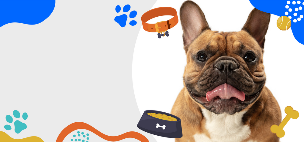 CoolStuffDogsWant™ | Top-Quality Products for Happy Dogs