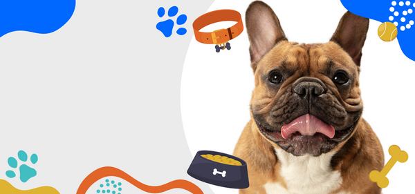 CoolStuffDogsWant™ | Top-Quality Products for Happy Dogs